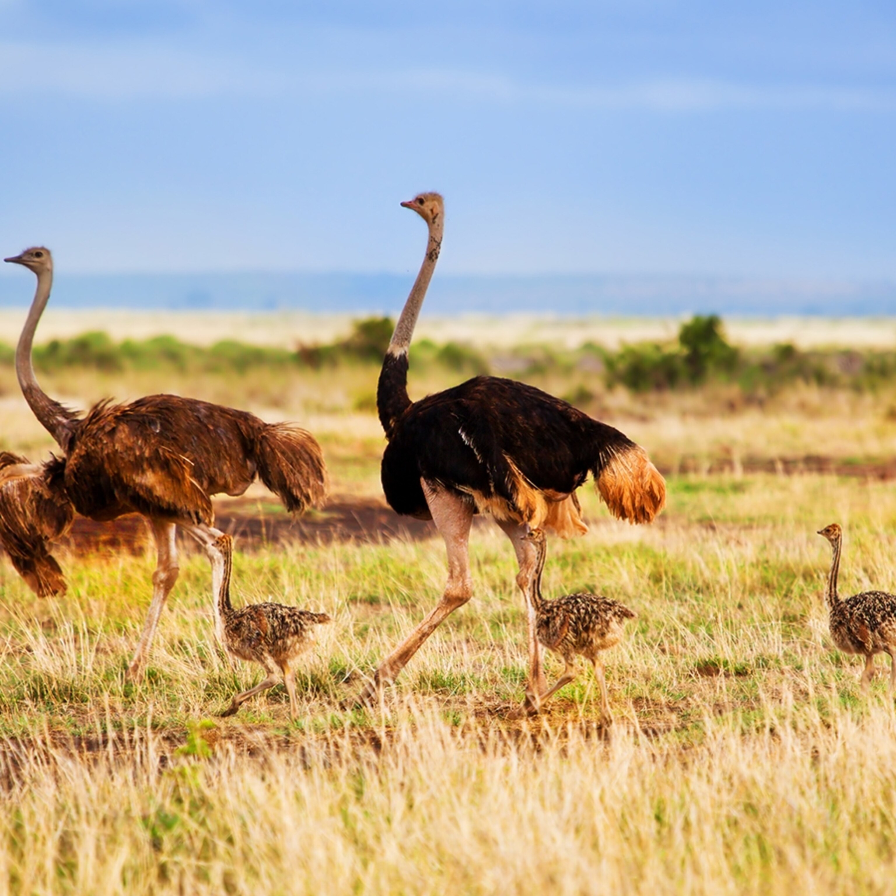 Ostrich Facts For Kids Ostrich Diet Habitat Ostrich Adaptations:
