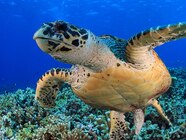 Green Sea Turtle Reproduction Green Sea Turtle Reproduction