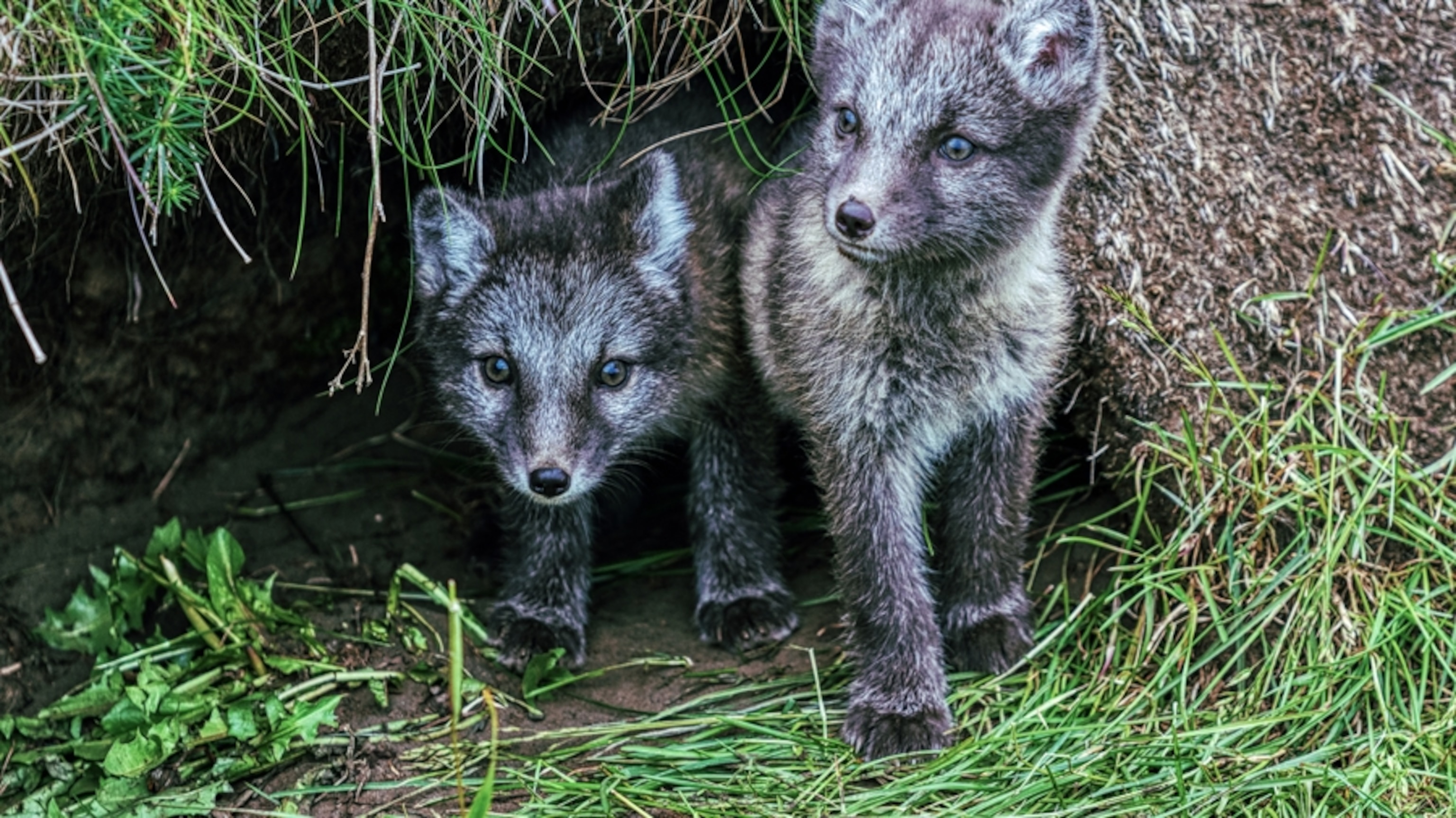 Arctic Fox Facts Worksheets Habitat Characteristics