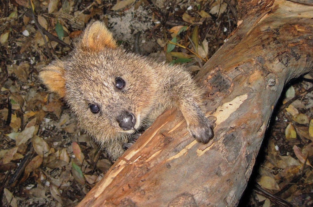 Mapa Do Habitat Quokka