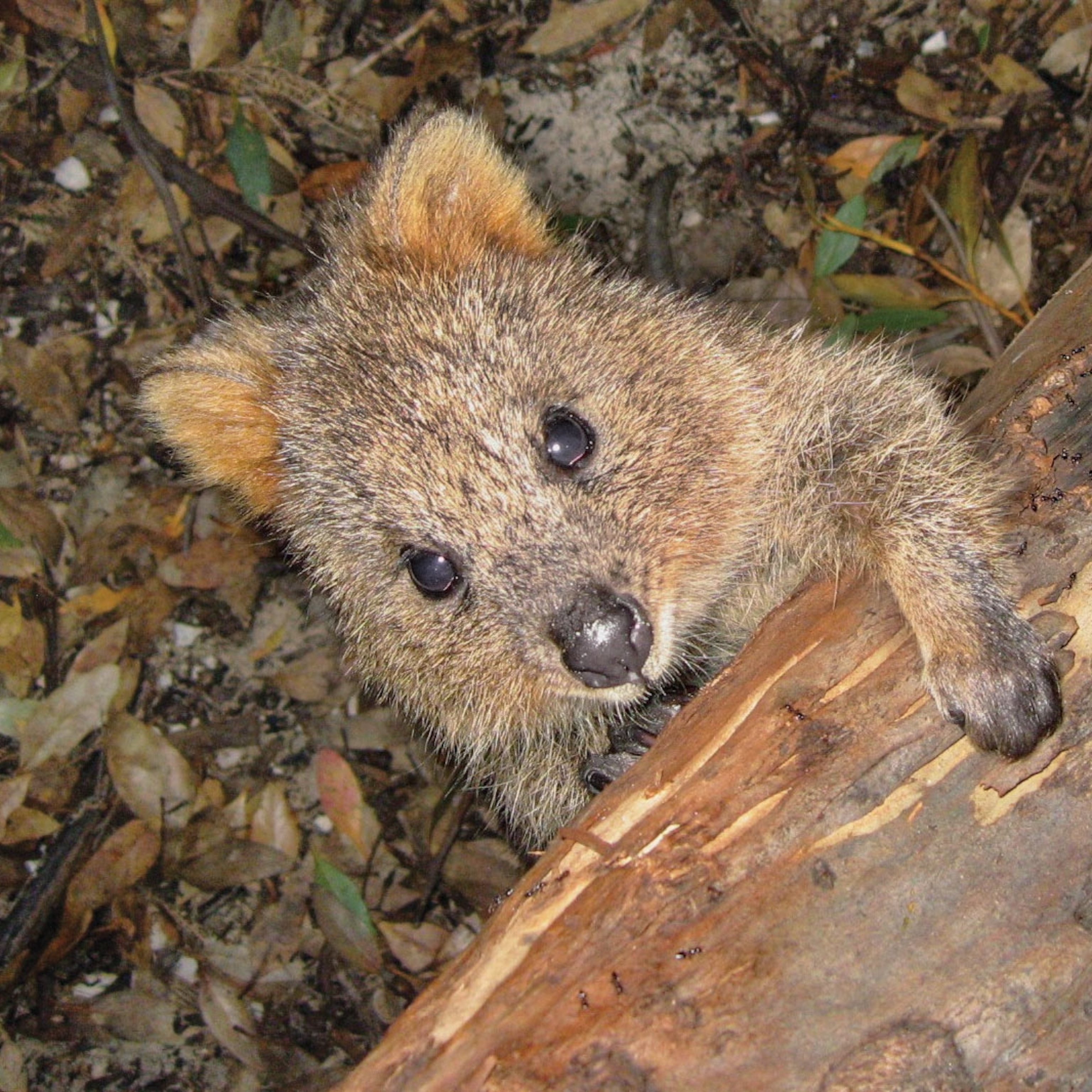 Quokka Durmiendo 71489 Nuestro
