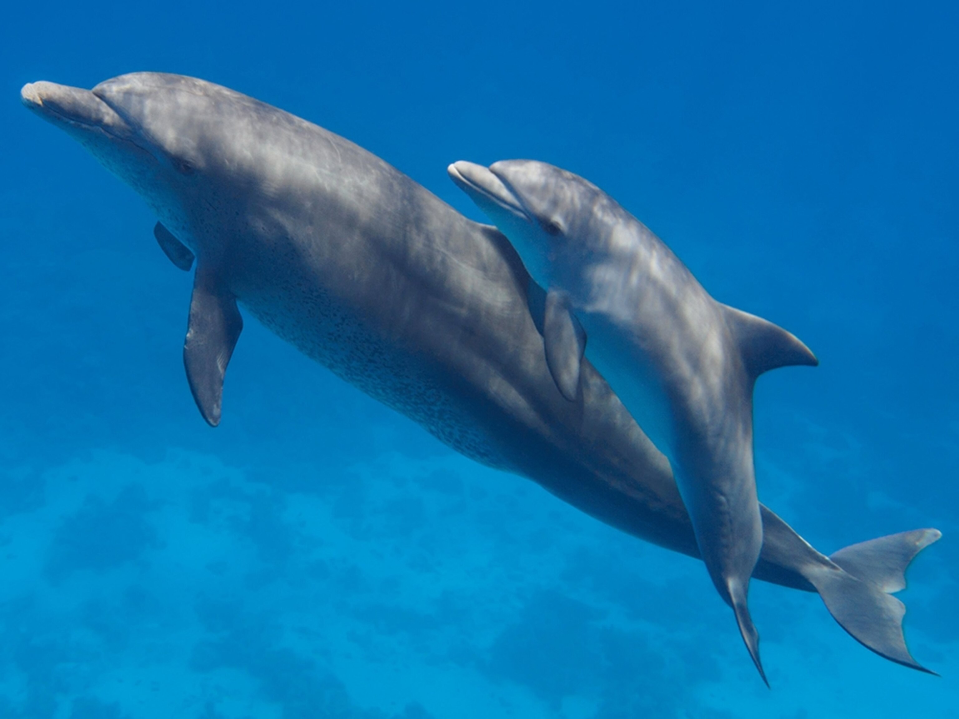 5 lessons about family from the animal world