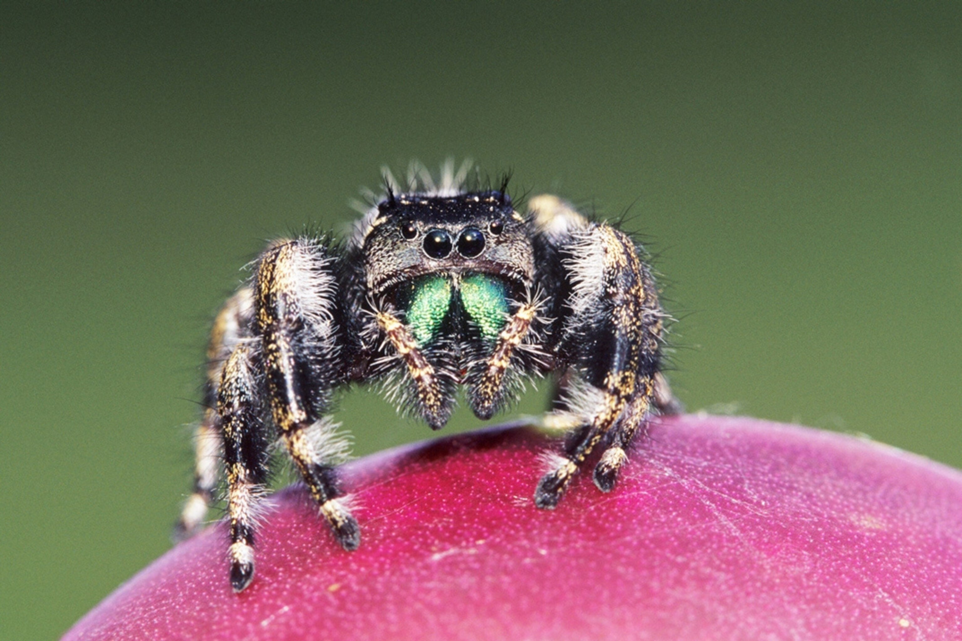 Helping kids overcome their fear of sharks and other ‘scary’ animals