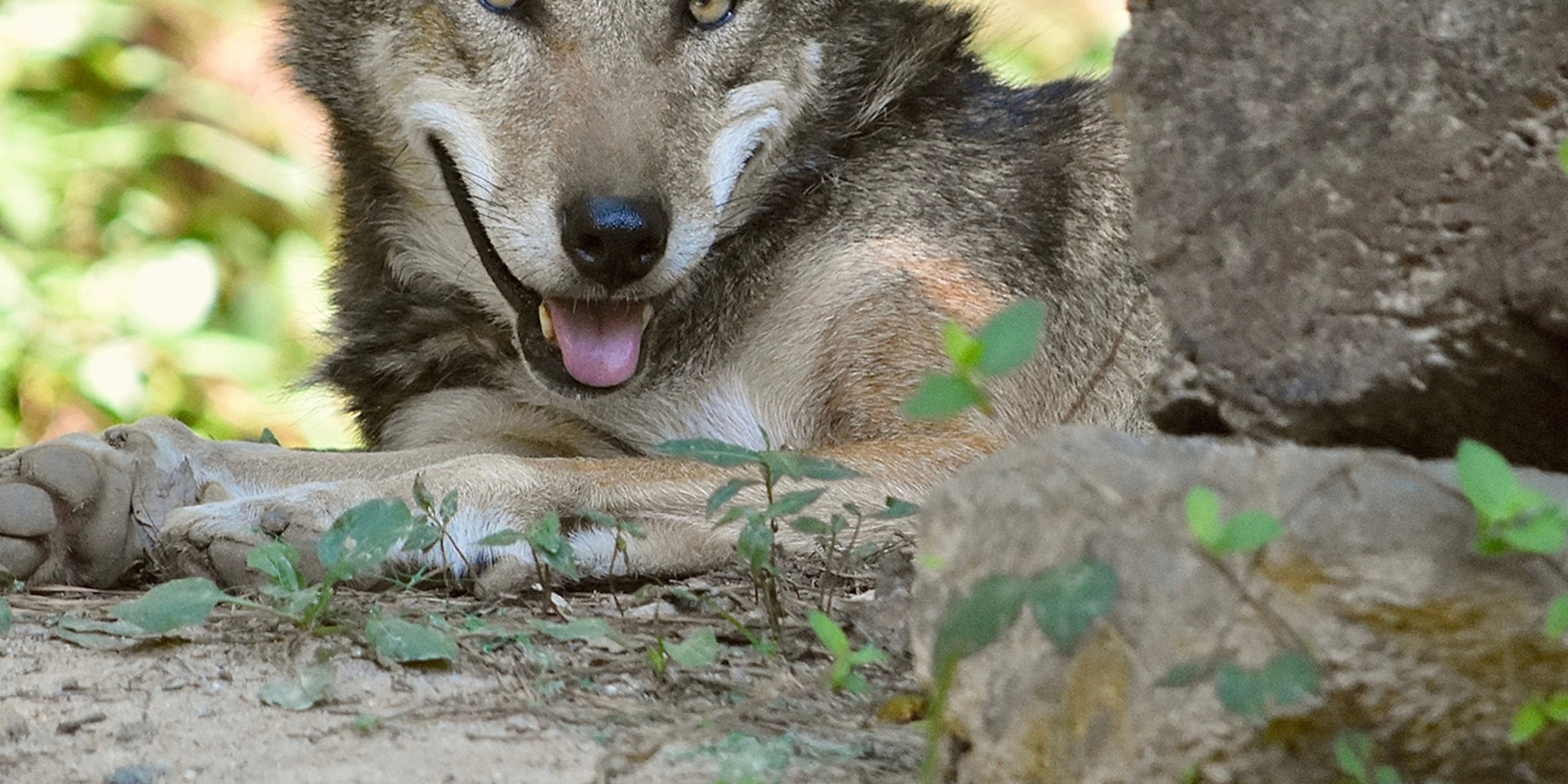 Gray Wolf Pictures For Kids 16,100+ Gray Wolf Stock Photos, Pictures