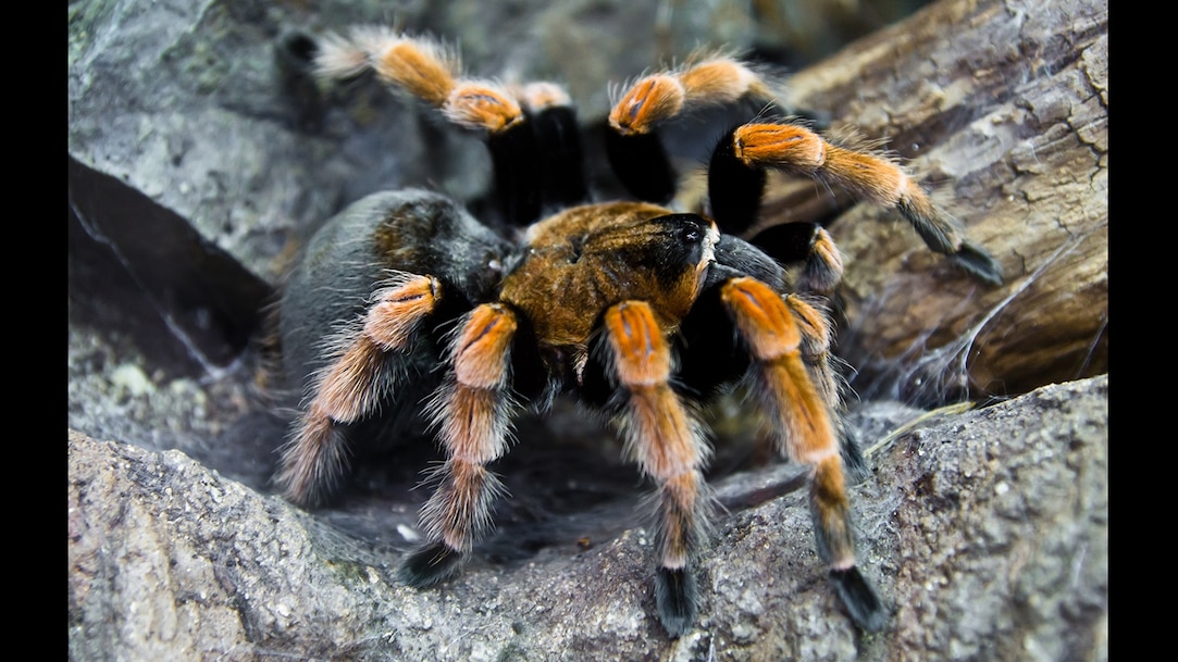 Naturally Most Colorful Tarantula