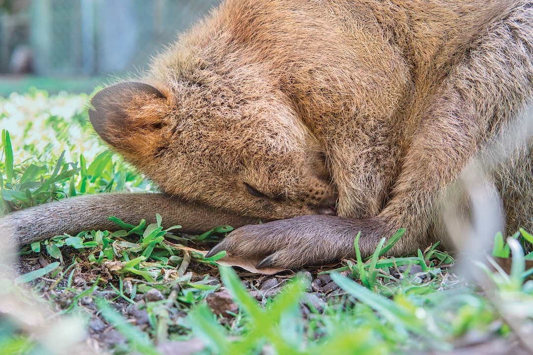 Quokka Habitat Facts For Kids