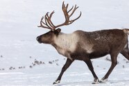 Reindeer Caribou Reindeer Caribou