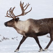 Kvinnelige Caribou Gevir Kj nn Biologi Store Norske Leksikon