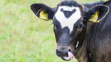 Wacky Weekend: Animal Markings | National Geographic Kids