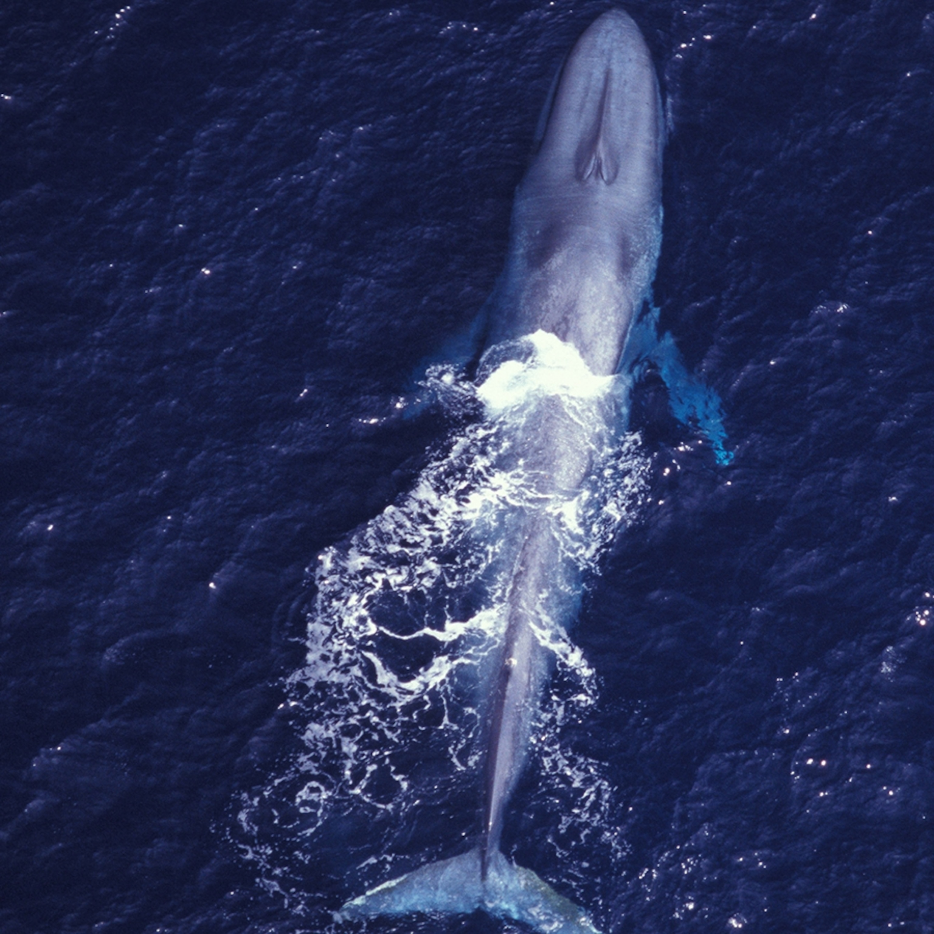 What Are Some Facts About Blue Whales