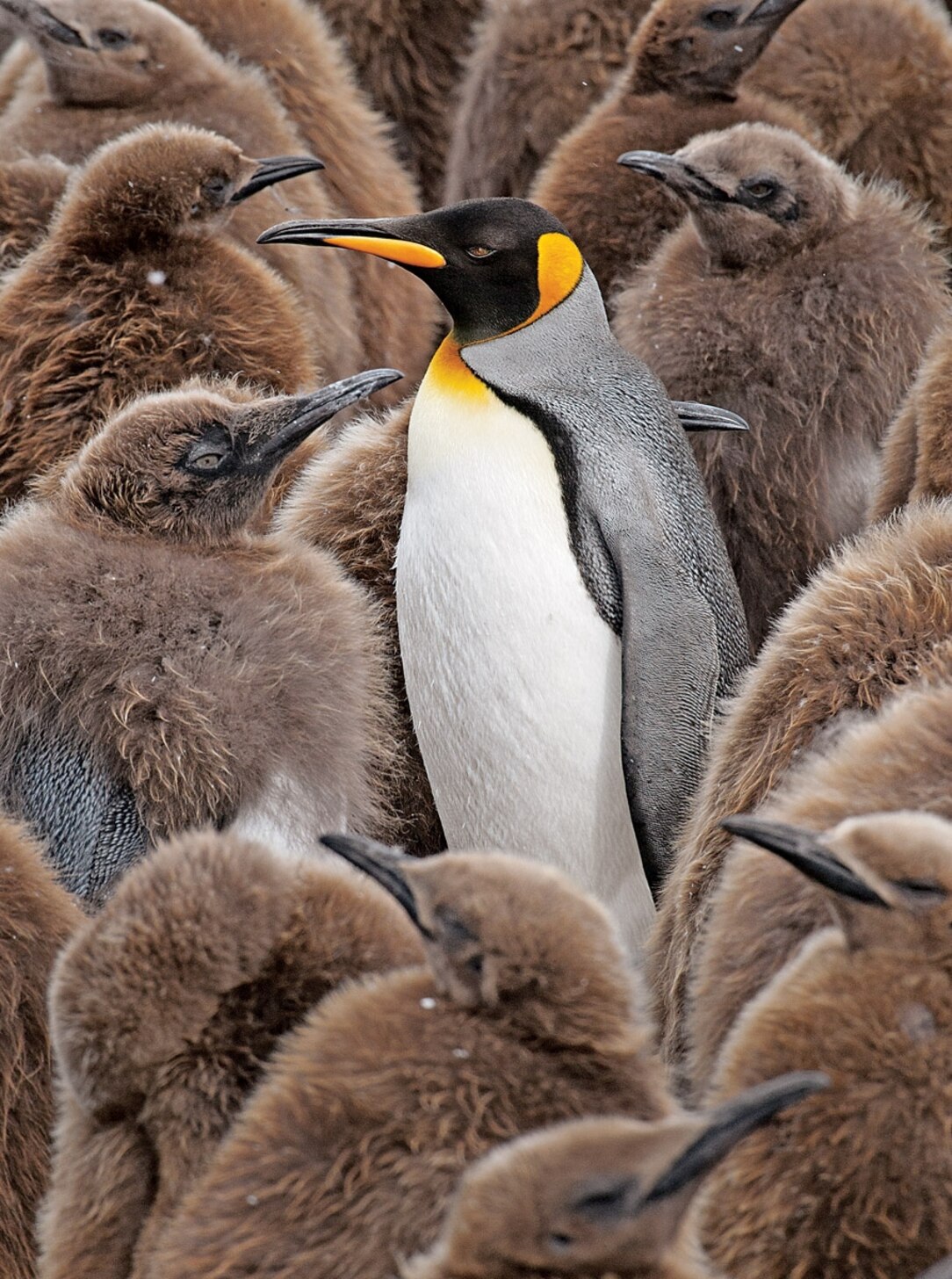Were Penguin