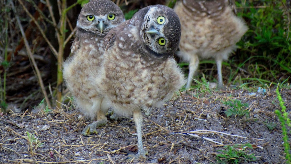 Awesome 8 Baby Animals