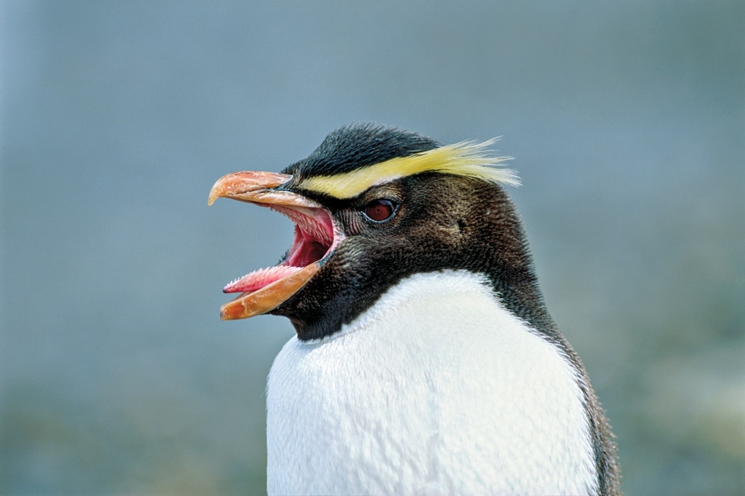 Penguin Species Names WWF UK On X: "For #WorldPenguinDay, We
