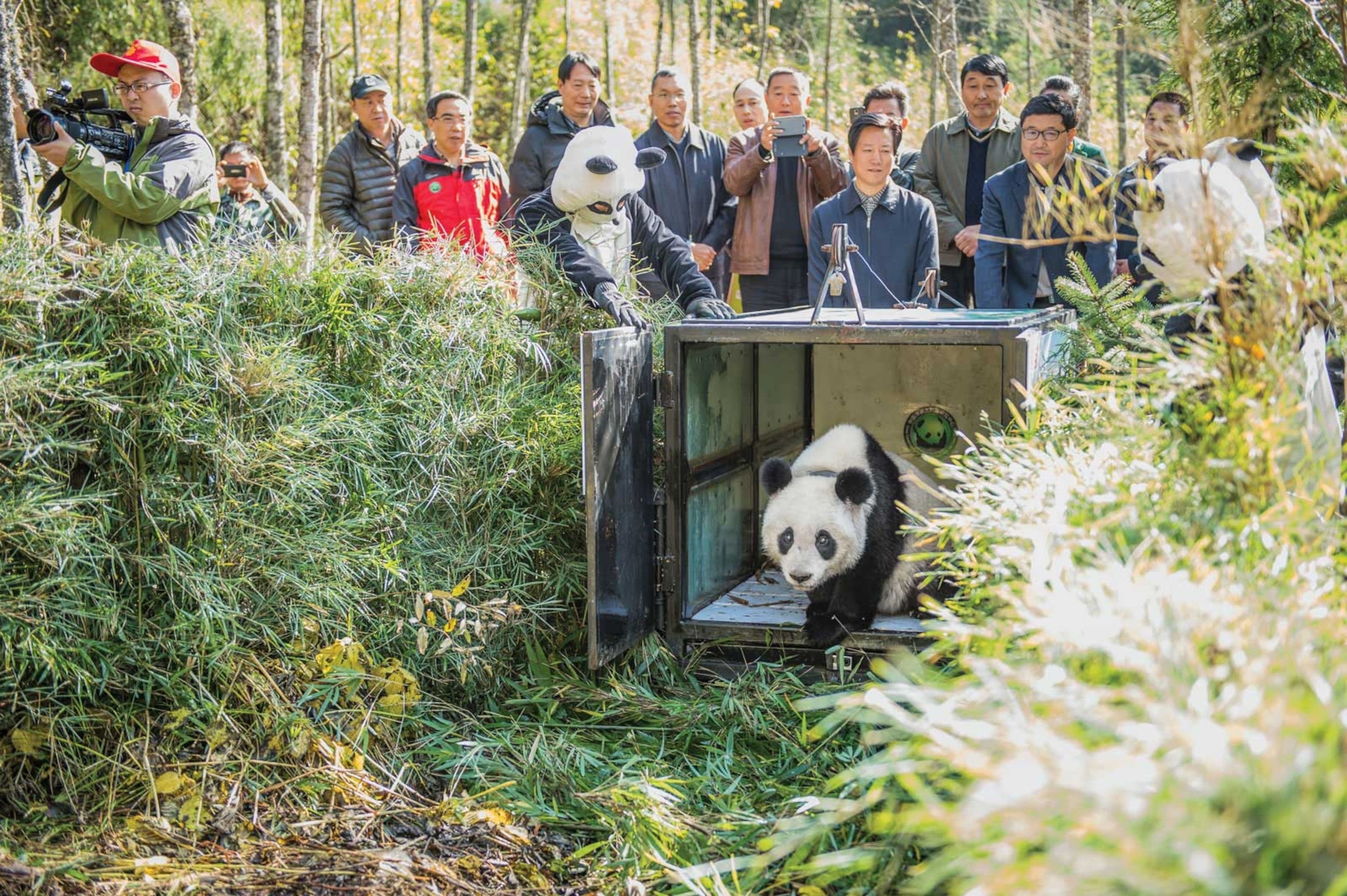 Fun Facts About Pandas National Geographic - Infoupdate.org