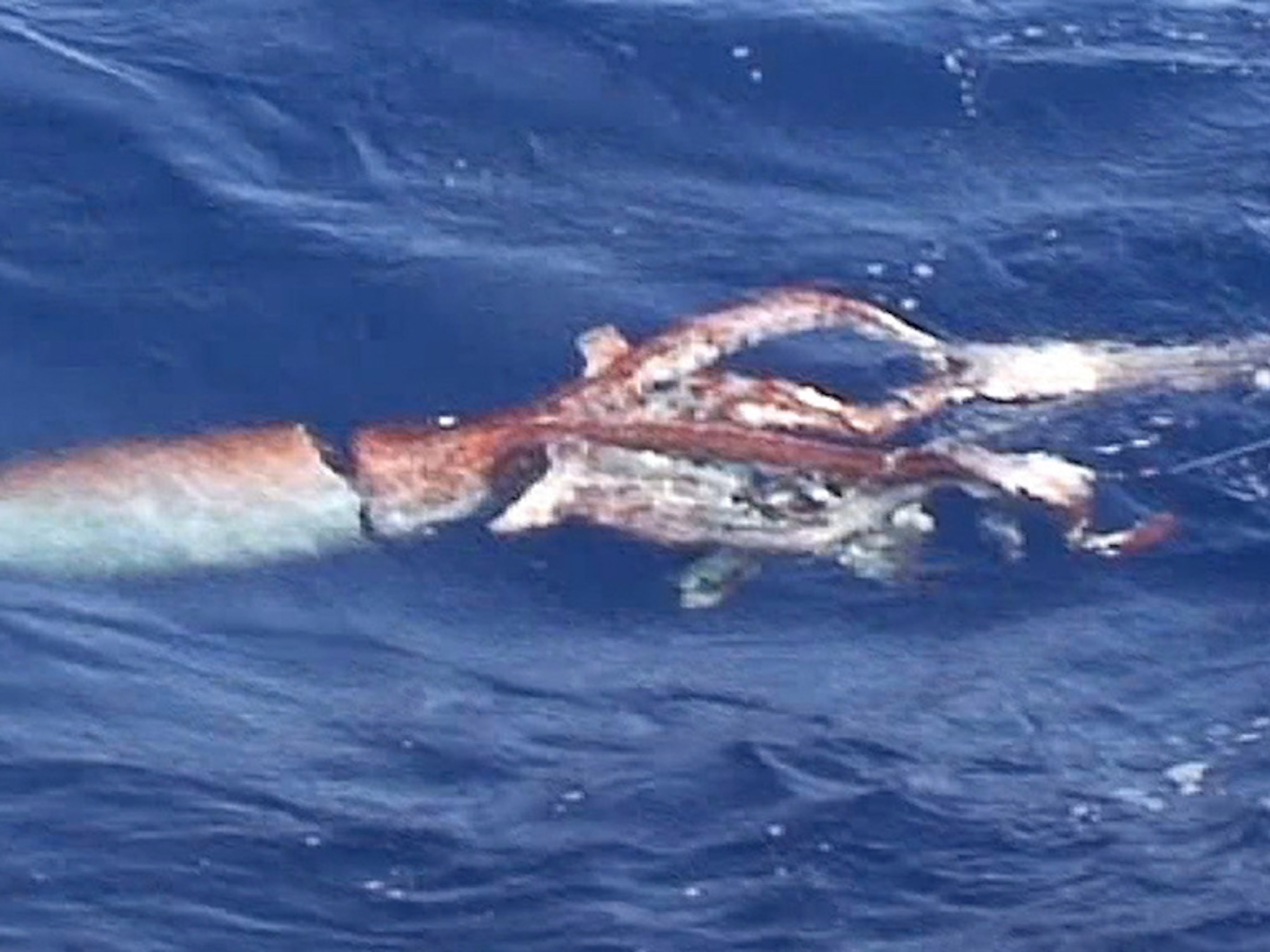 How Big Is A Deep Sea Squid