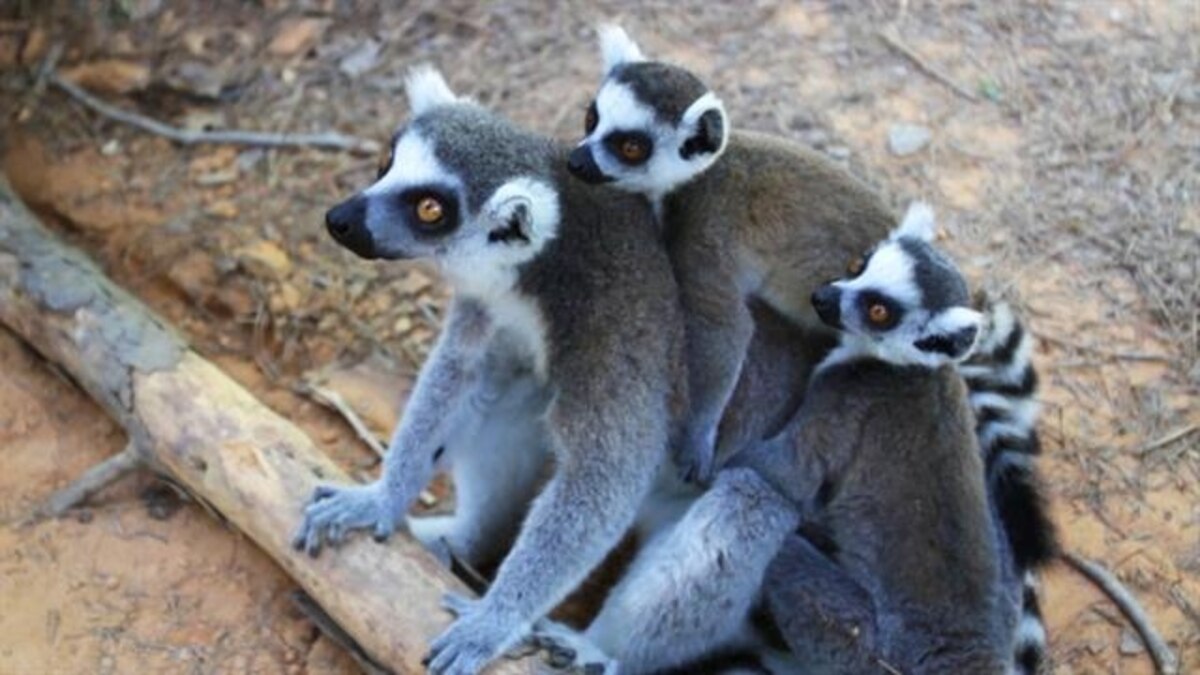Leaping Lemurs | National Geographic Kids