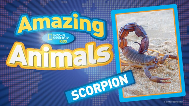 Life Cycle Of A Scorpion For Kids