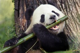 Giant Stuffed Panda Clearance Buy Save 50 Jlcatj gob mx