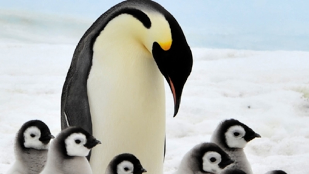 5 reasons why animal moms are awesome