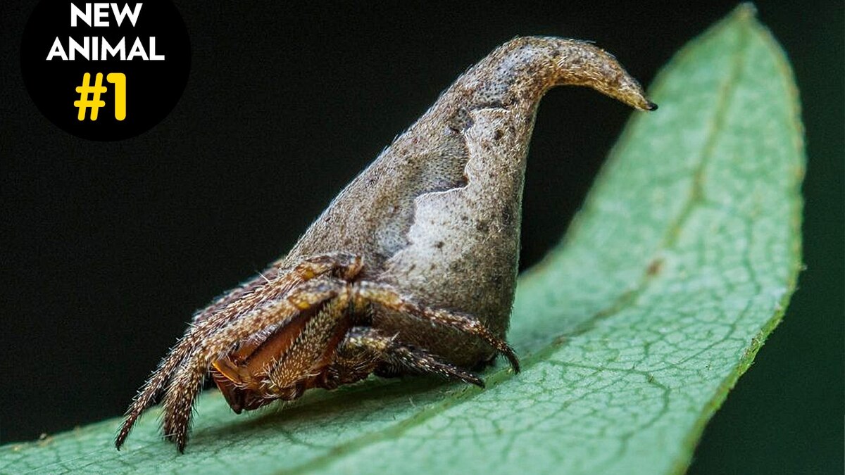 Top new species of 2017 | National Geographic