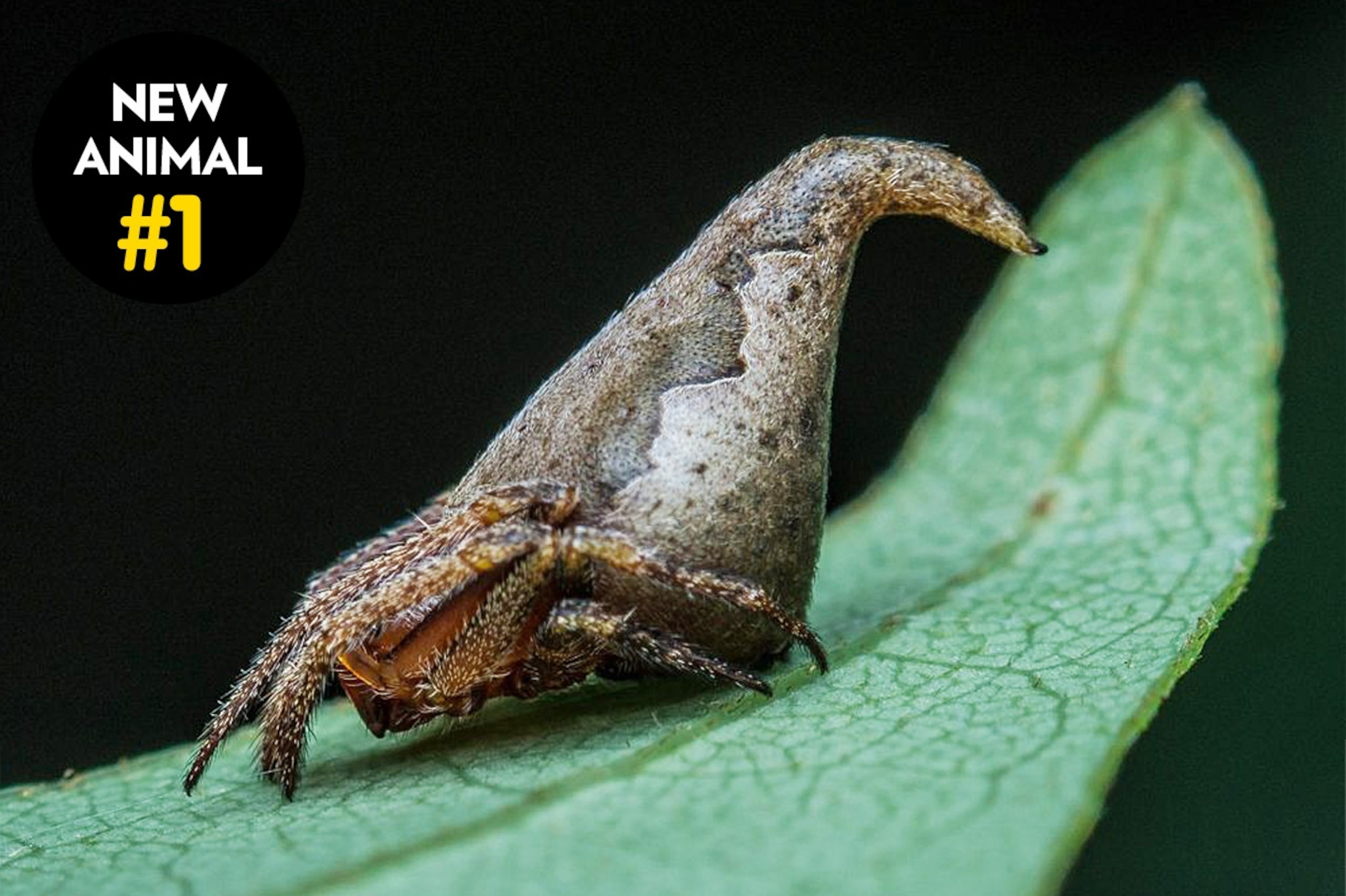 Top new species of 2017