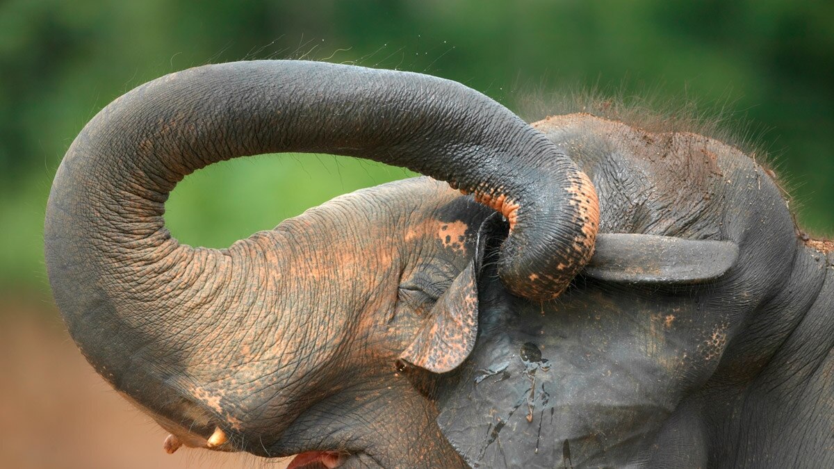 Moment of Elephant | National Geographic Kids