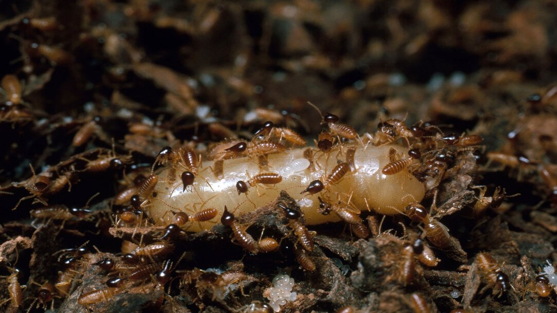 Termite Queen Eggs Termites Versus Ants | Termite Queen | Flying