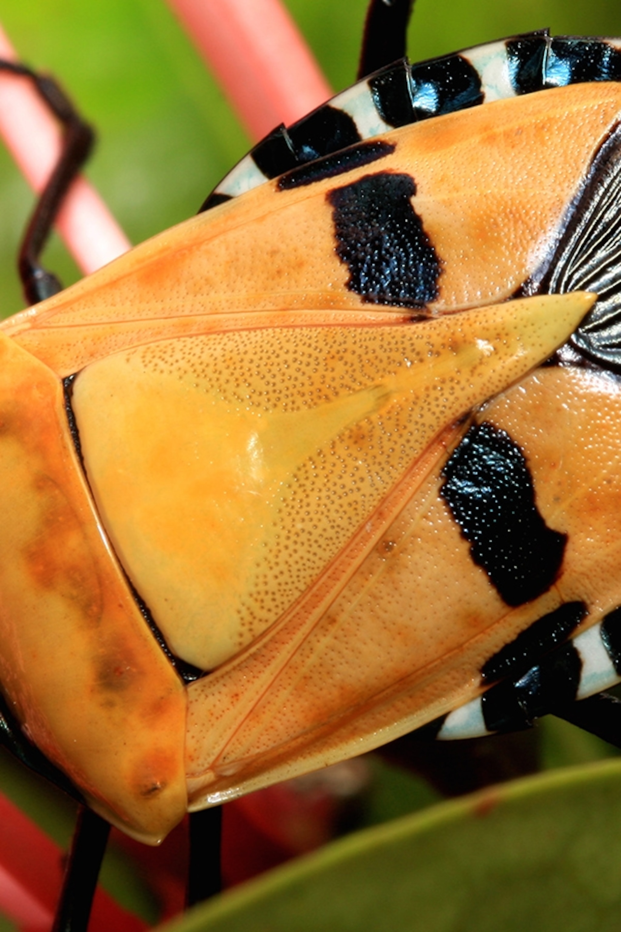 Weird Insects Of The World