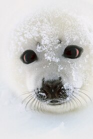 Seal