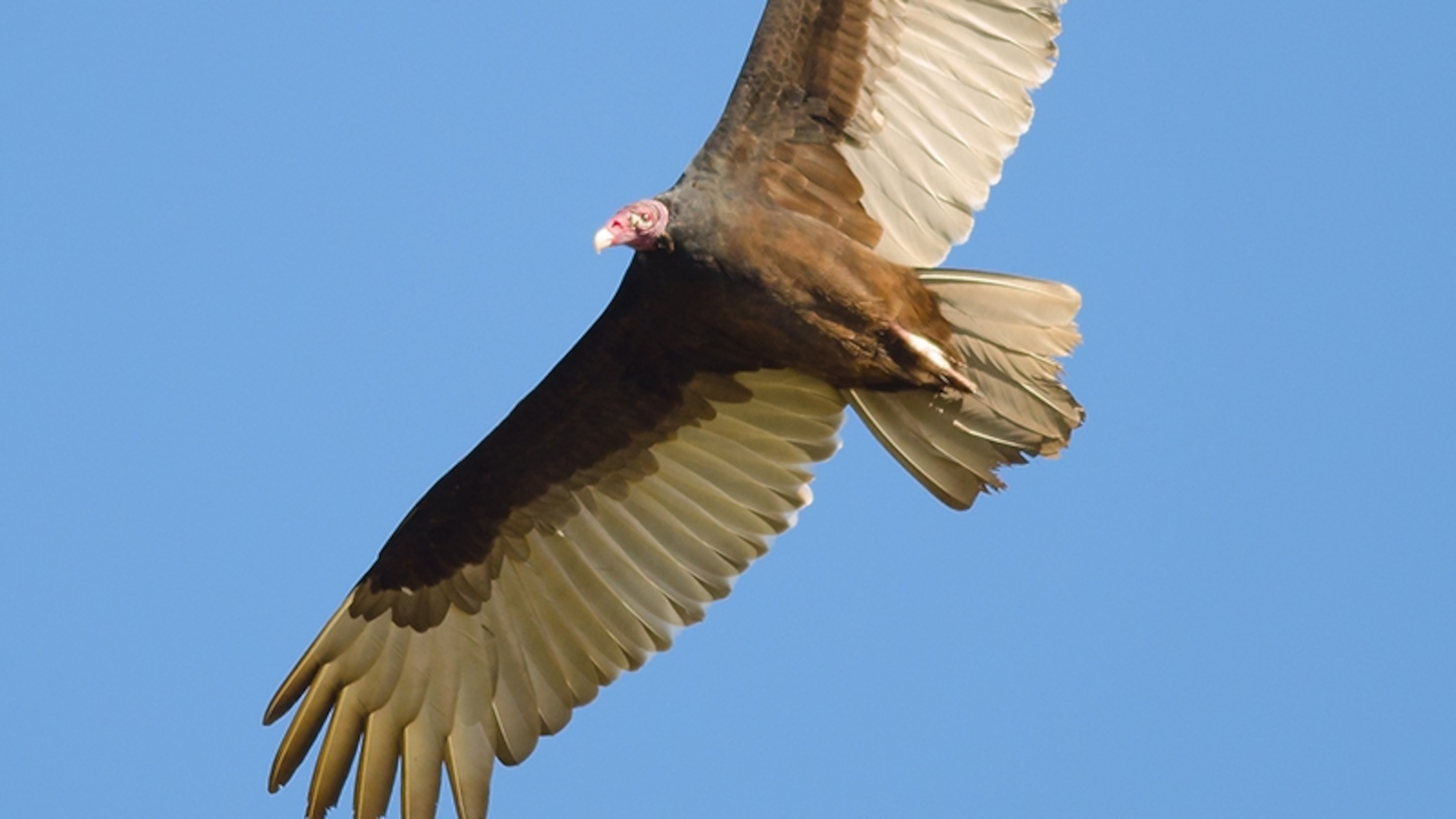 Vulture Birds Vulture Facts For Kids Dk Find Out 10 Cool Facts About