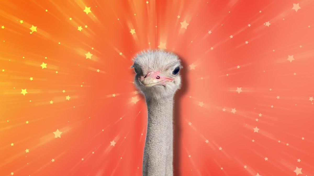 Brain busting quiz | National Geographic Kids