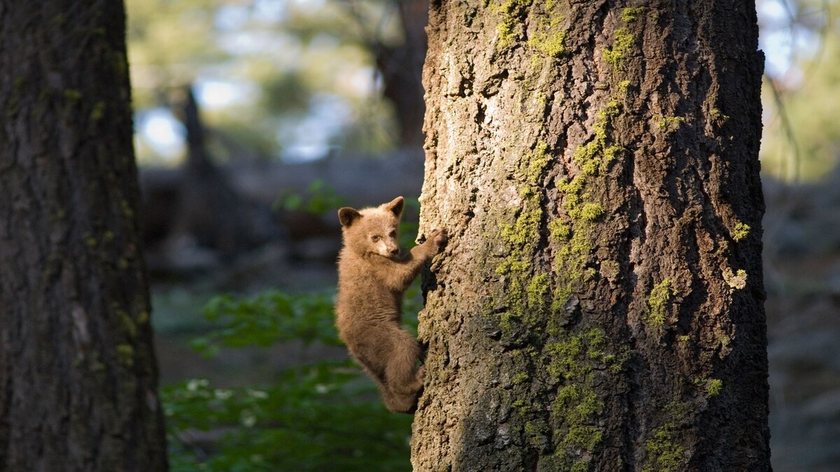 Sequoia and Kings Canyon National Parks
