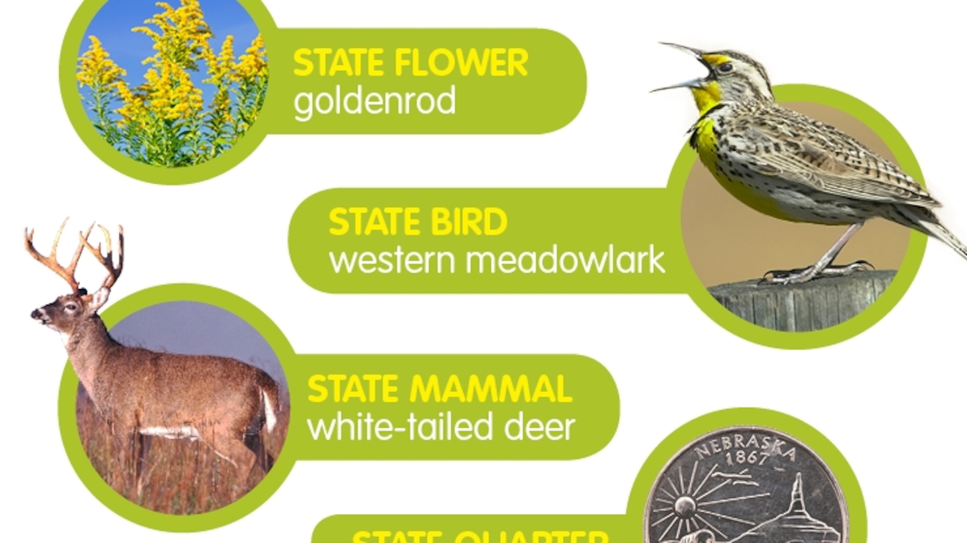Nebraska State Bird Name
