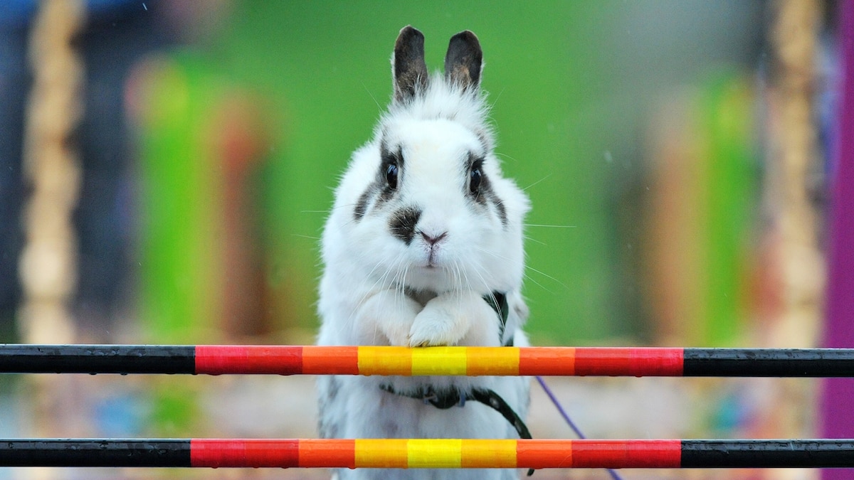 Wacky Weekend: Animal Athletes