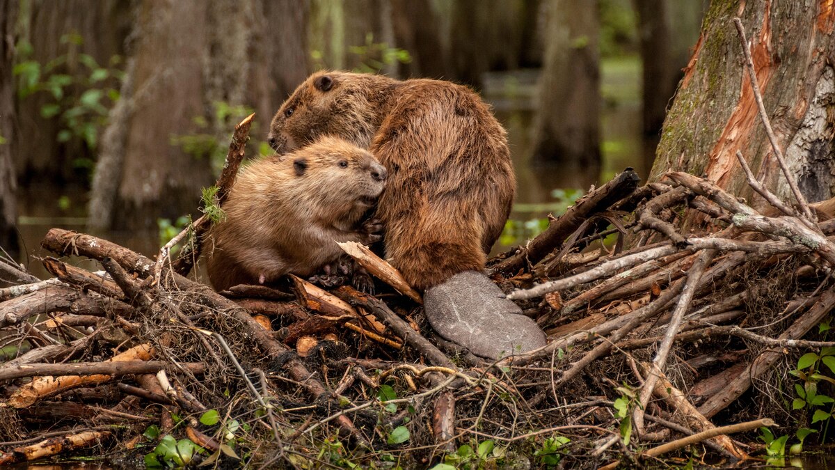 Moment of Beaver | National Geographic Kids