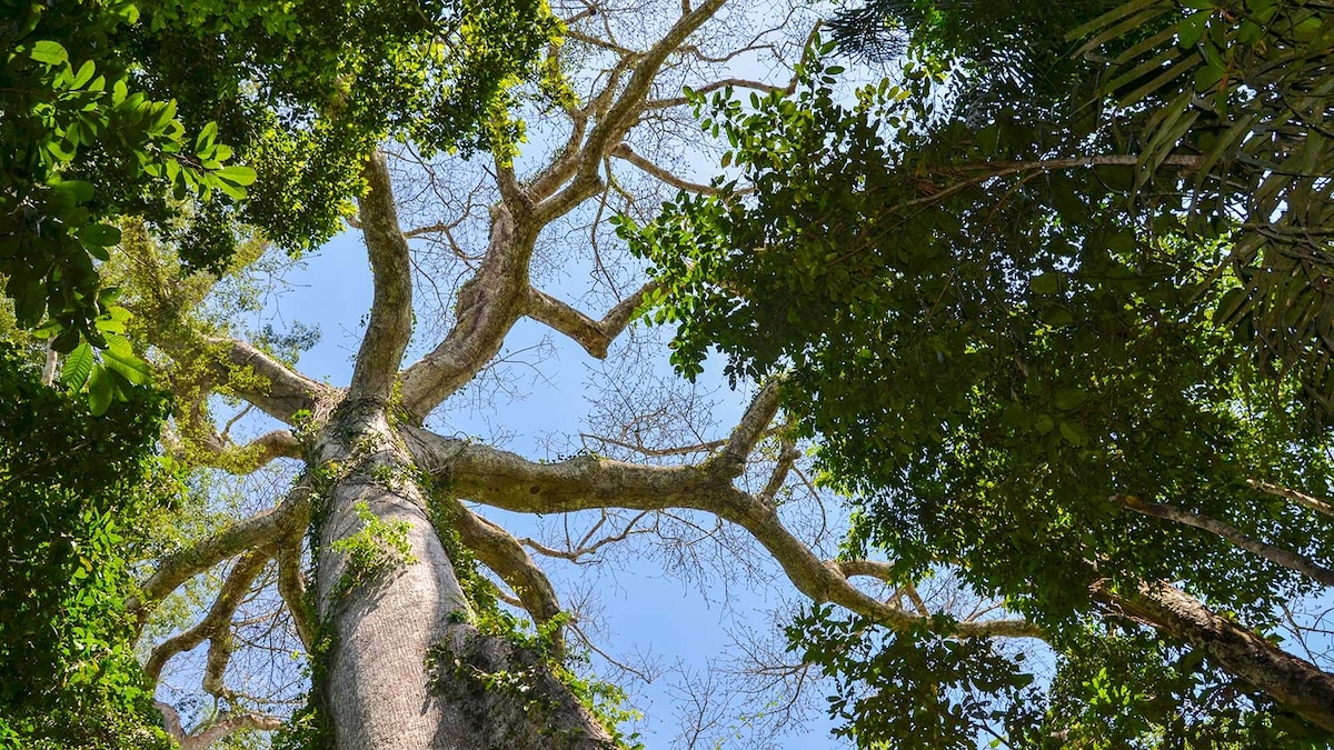 Field guide to trees