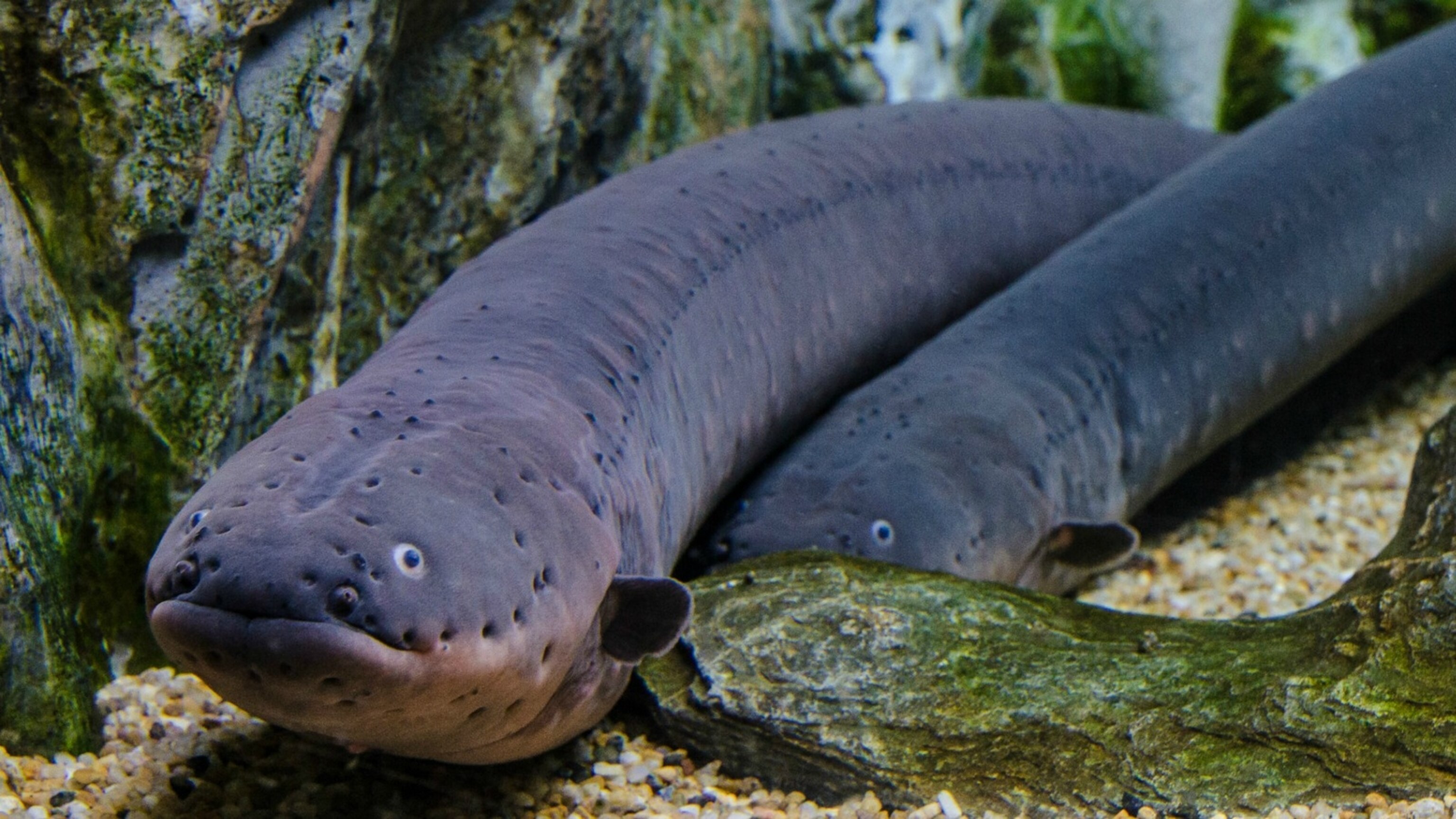 Electric Eel Shocking Fish