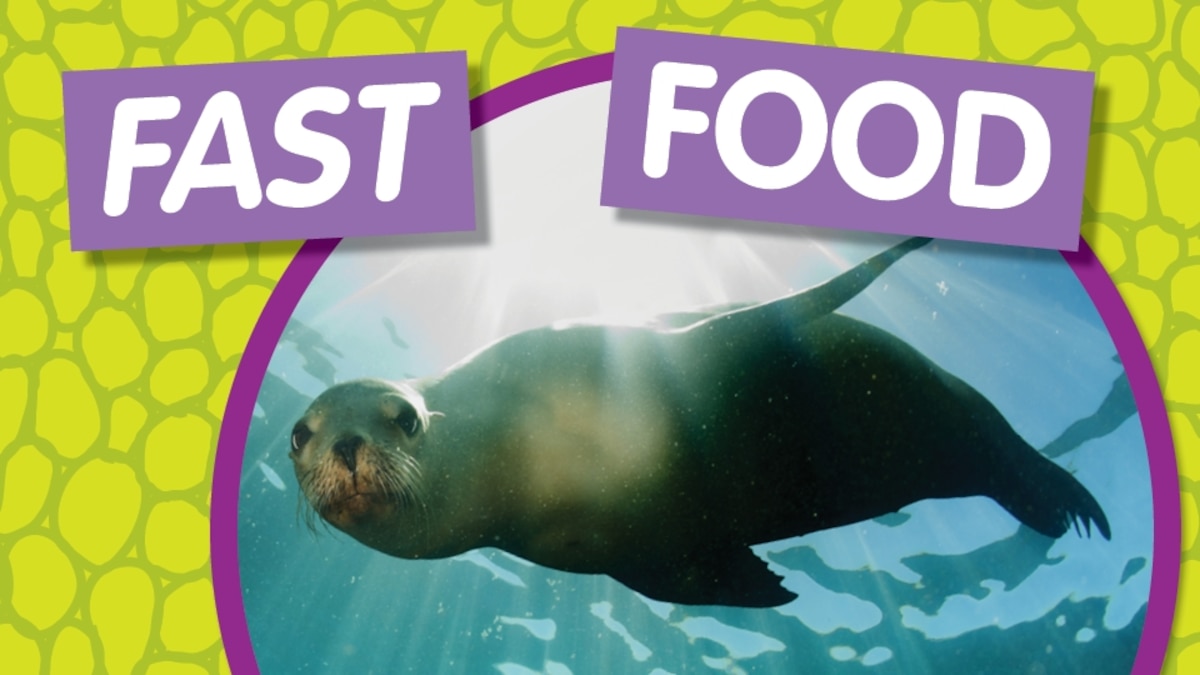 Amazing Animals: Fast Food