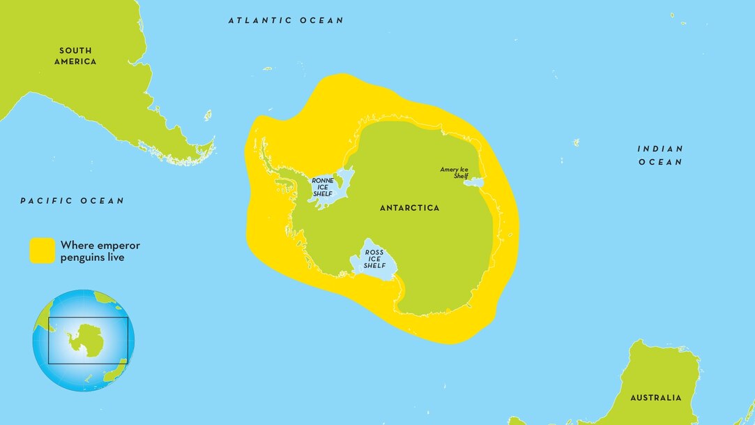Emperor Penguin Habitat Map Emperor Penguin Range