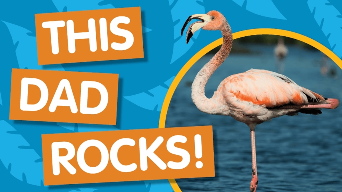 Amazing Animals: This Dad Rocks!