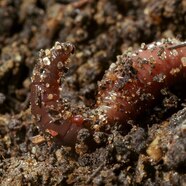 Earthworm Facts For Kids Facts About Earthworms For K Vrogue co Earthworm Facts For Kids Facts About Earthworms For K Vrogue co