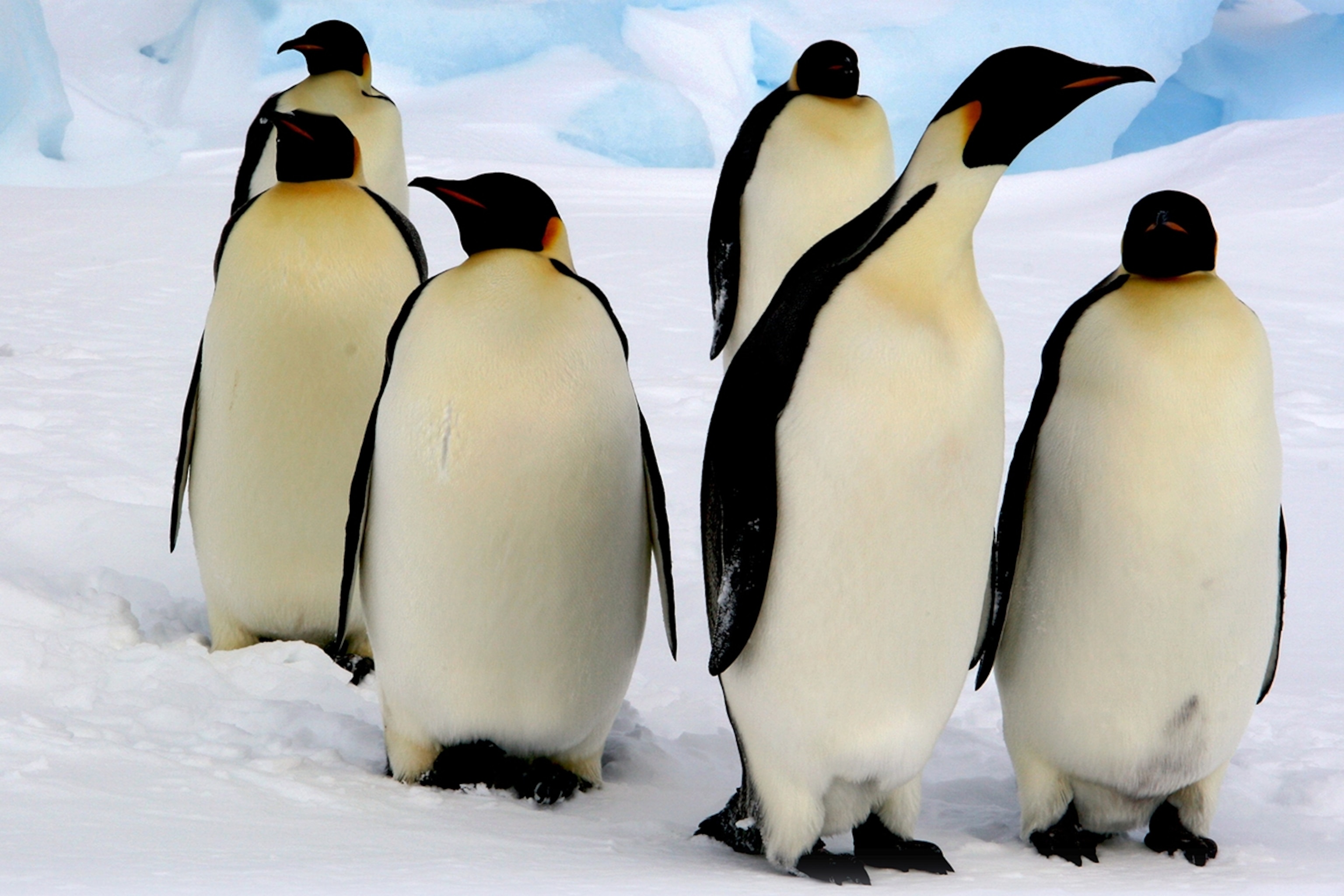 Facts About The Emperor Penguin In Search Of The Emperor Penguin