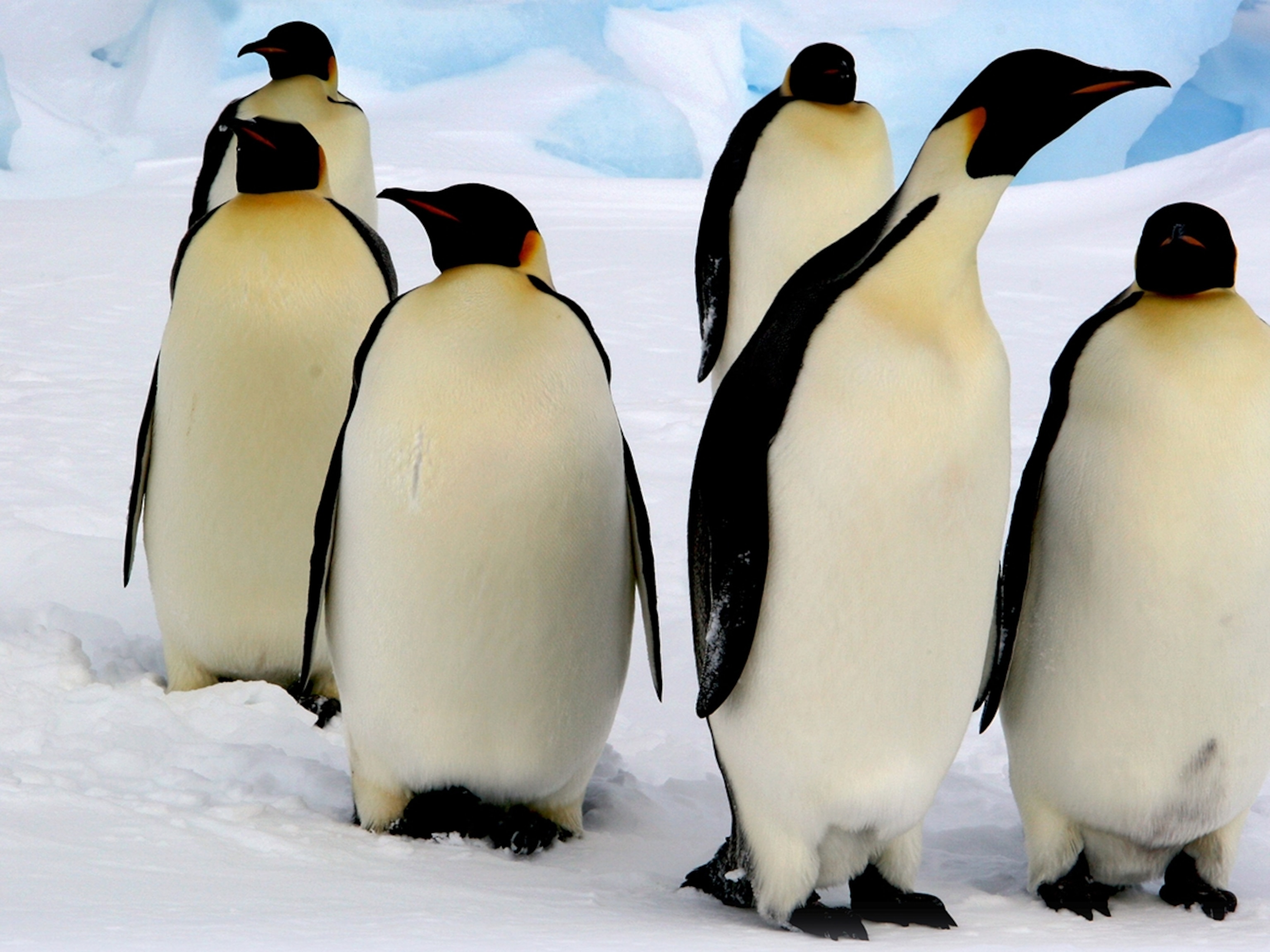 National Geographic Penguins Book