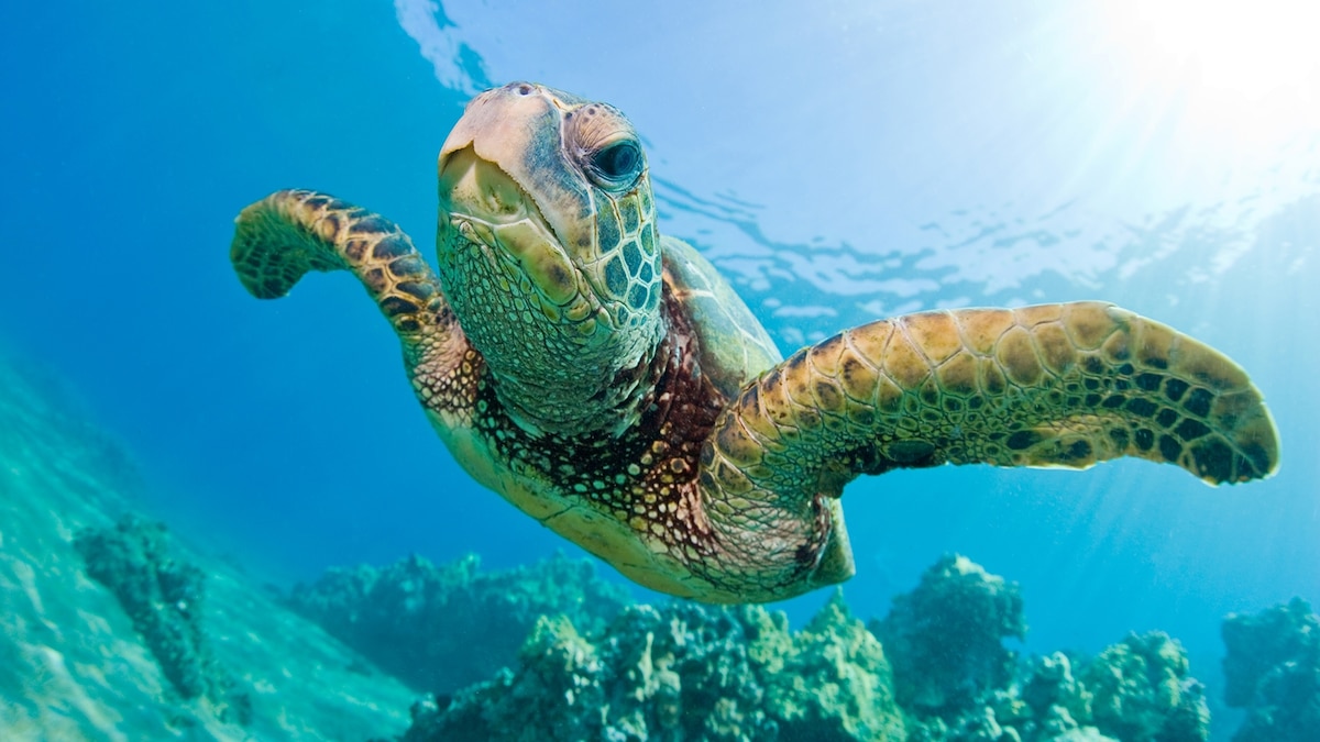 Green Sea Turtle | National Geographic Kids
