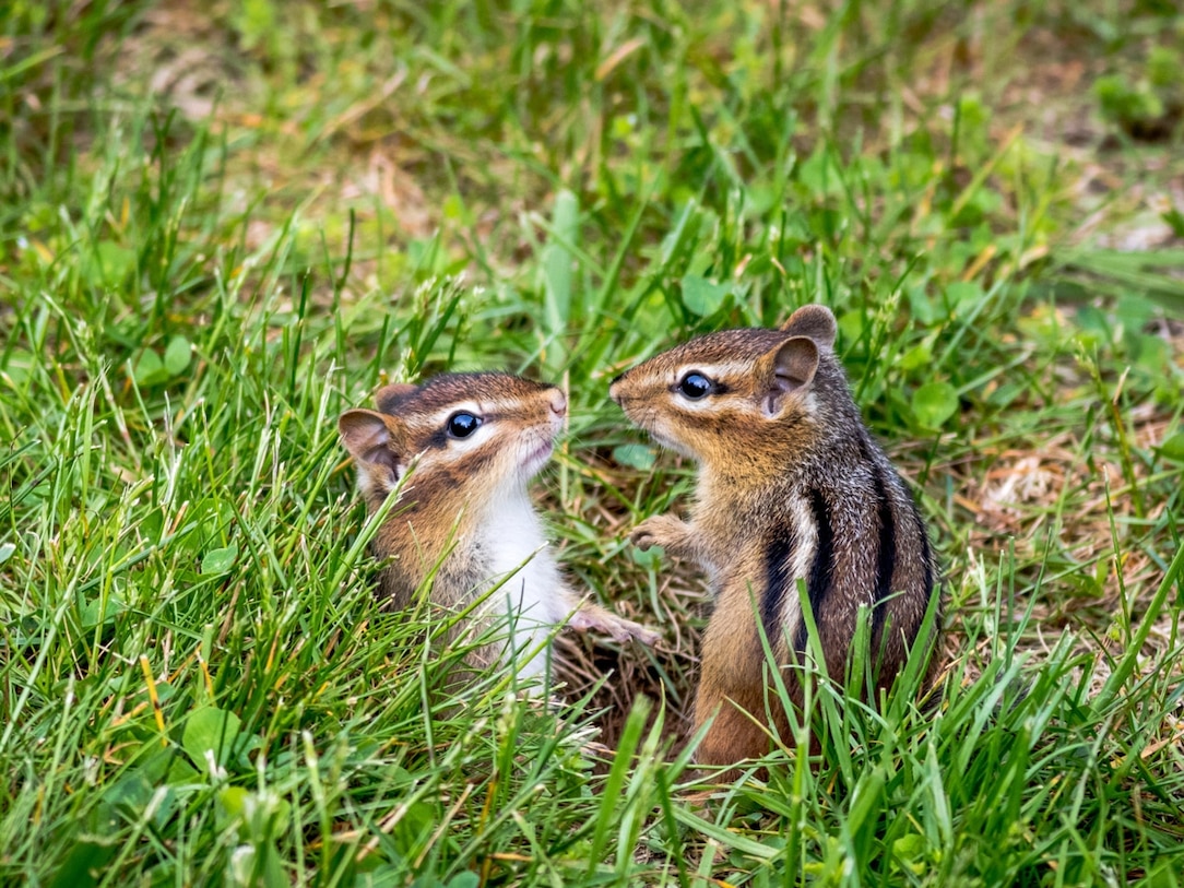 Newborn Baby Chipmunk Lodgepole Chipmunk And Babies | Stock Image