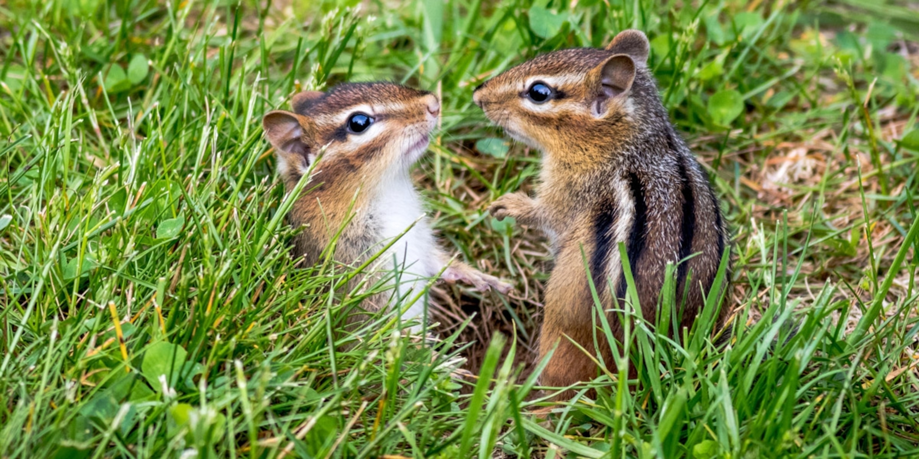 Verdens Feteste Chipmunk Watch ALVINNN!!! And The Chipmunks | Netflix
