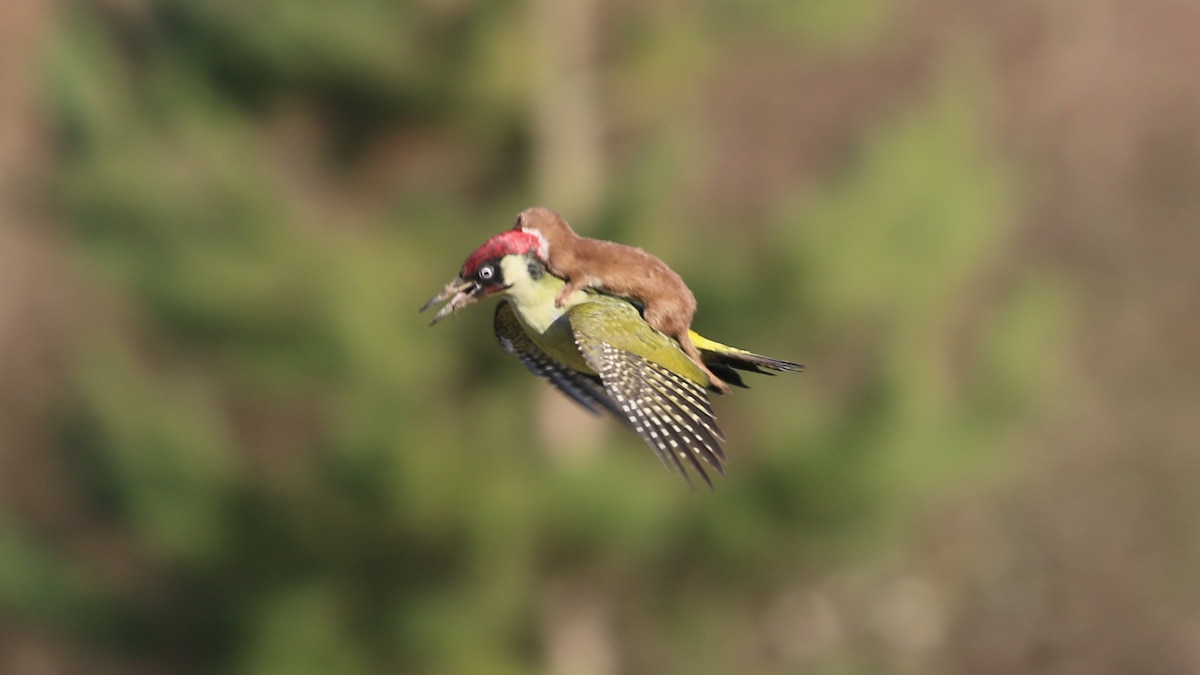 Weasel's Wild Ride | National Geographic Kids