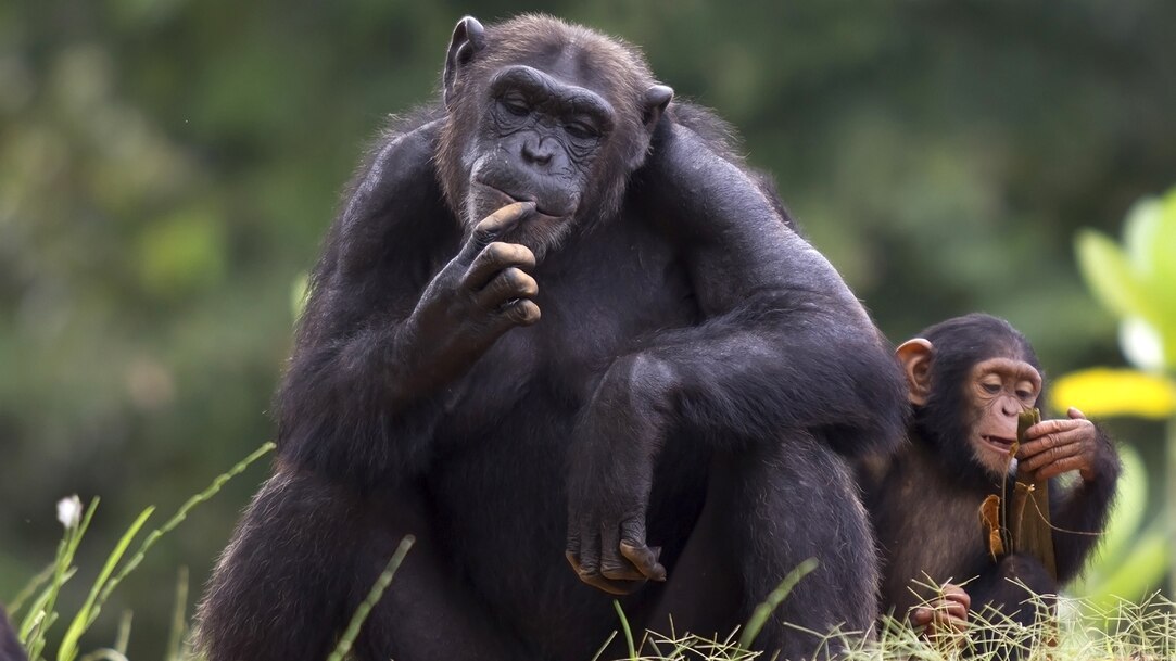 Funny Chimp Names