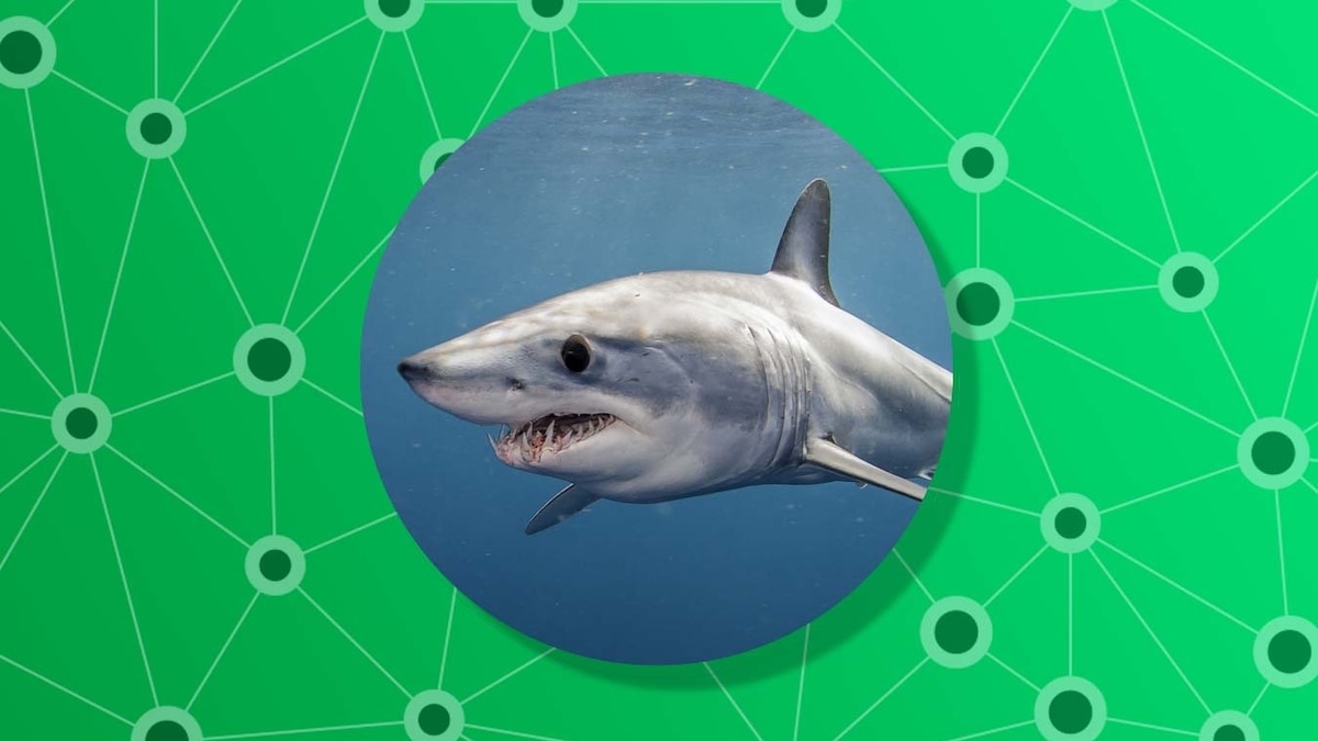 Shark personality quiz | National Geographic Kids