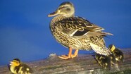 Mallard Duck Ducklings Mallard Duck Ducklings